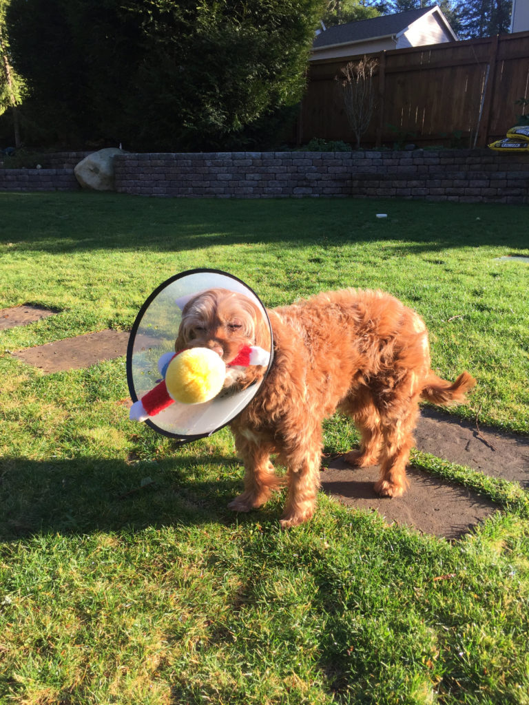 The Bailey Dog Blog – wanna play?